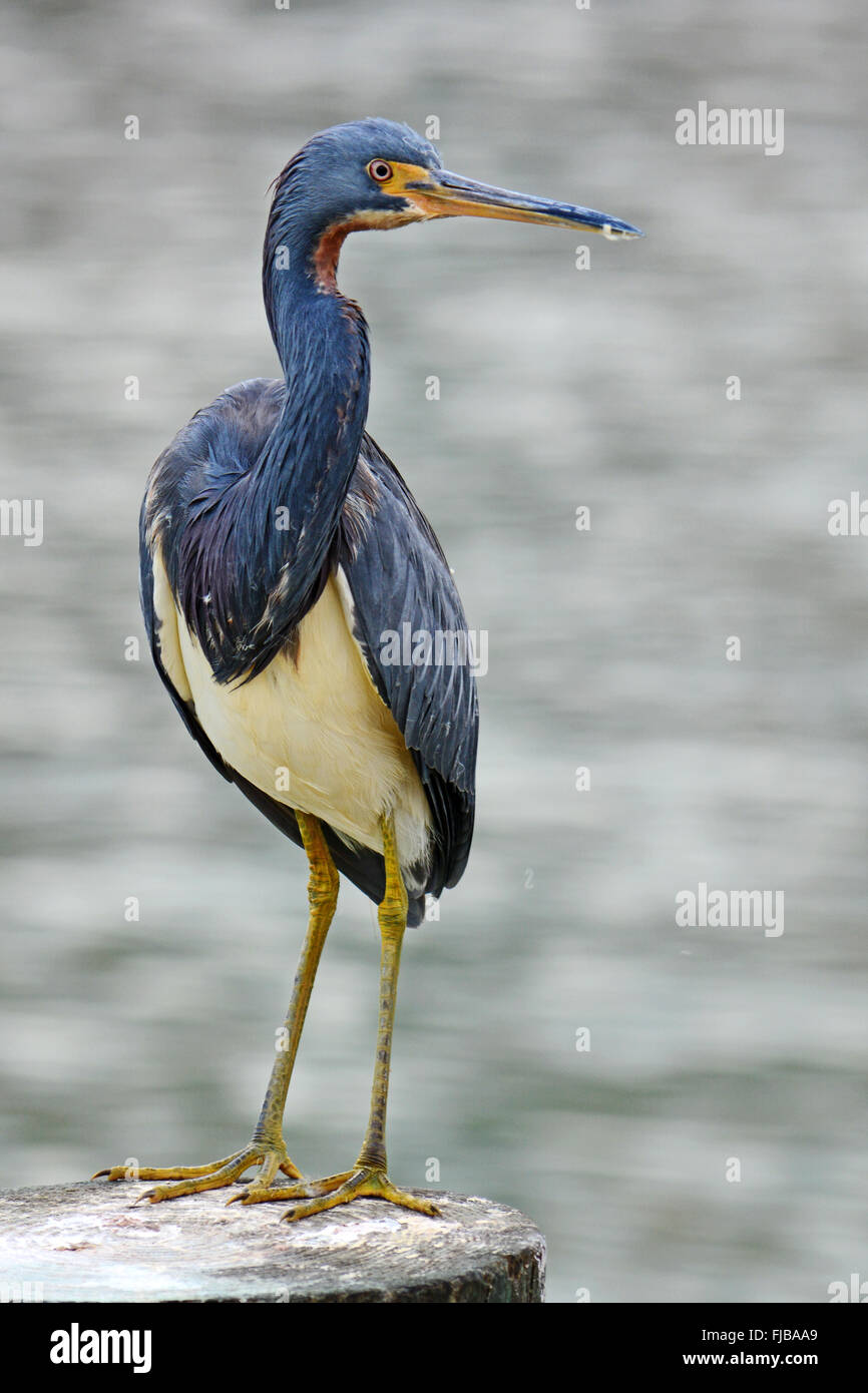 Tricolored Heron Bird Wildlife Stock Photo - Alamy