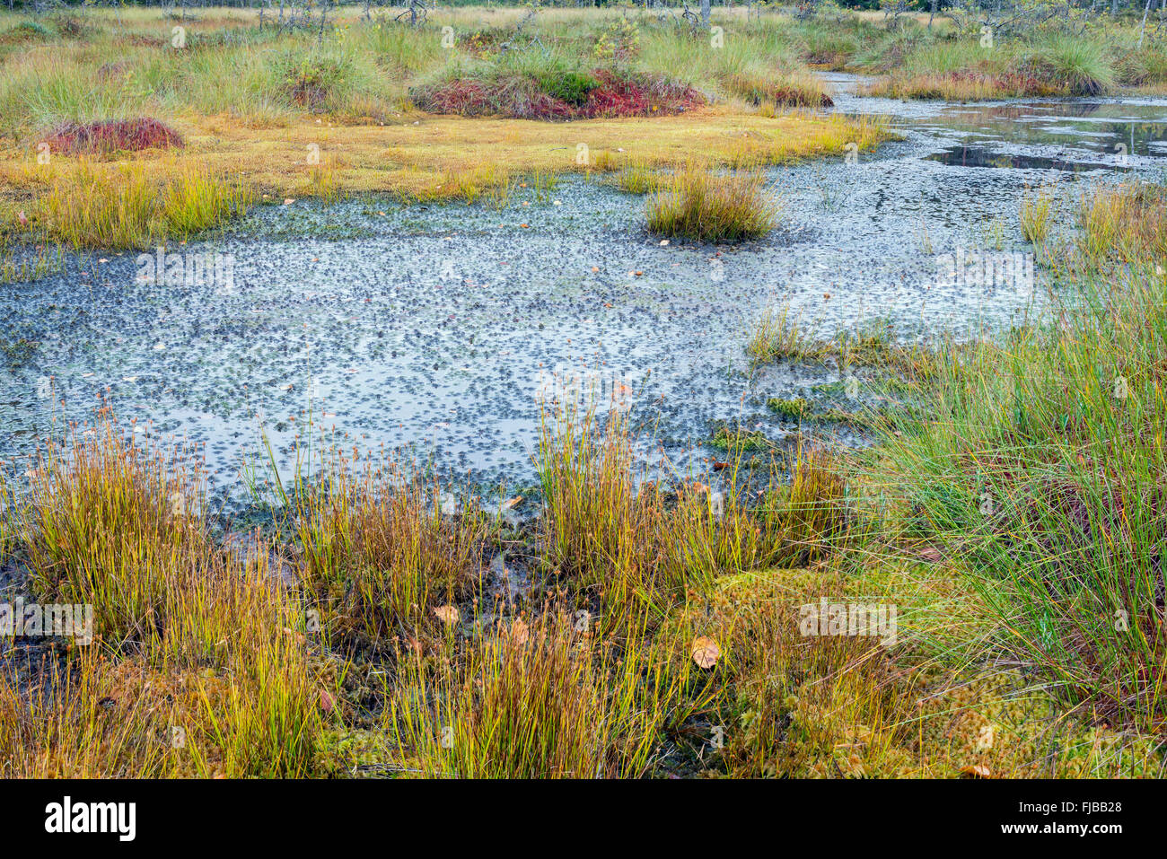 Wetlands in fall, Sweden Stock Photo - Alamy