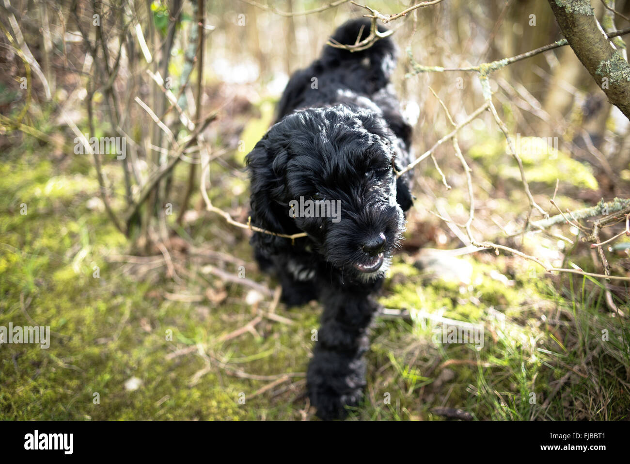 Cockapoo Hybrid Black Puppy Dog Stock Photo - Alamy
