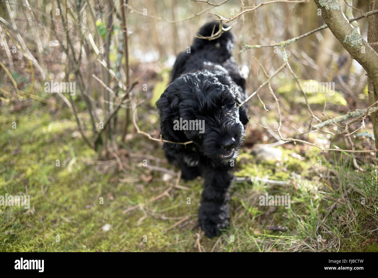 Cockapoo Hybrid Black Puppy Dog Stock Photo - Alamy