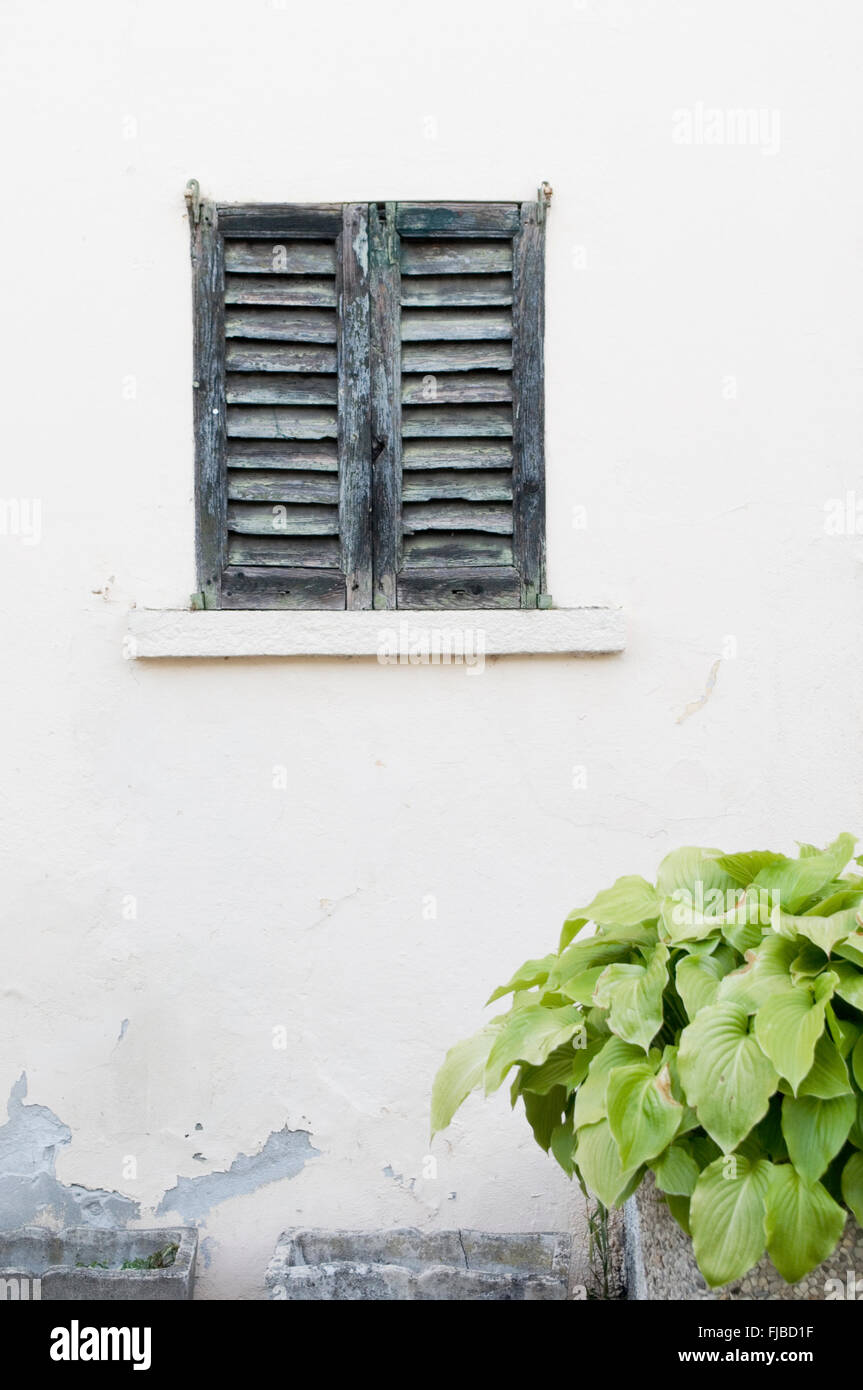 Window plants hi-res stock photography and images - Alamy