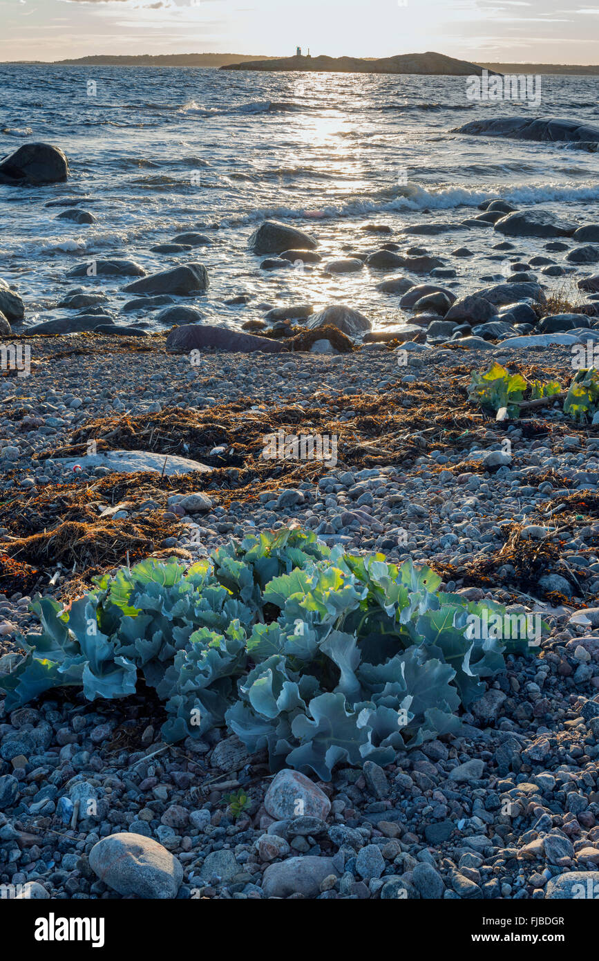 Seakale plants hi-res stock photography and images - Alamy