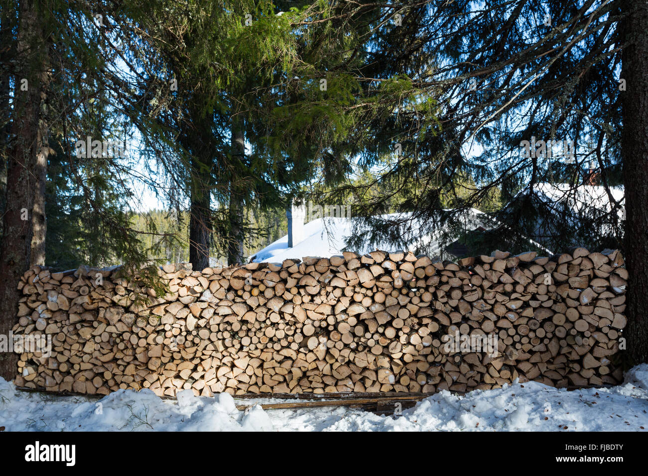 Large freshly chopped wood pile in dappled sunshine in the forest North ...