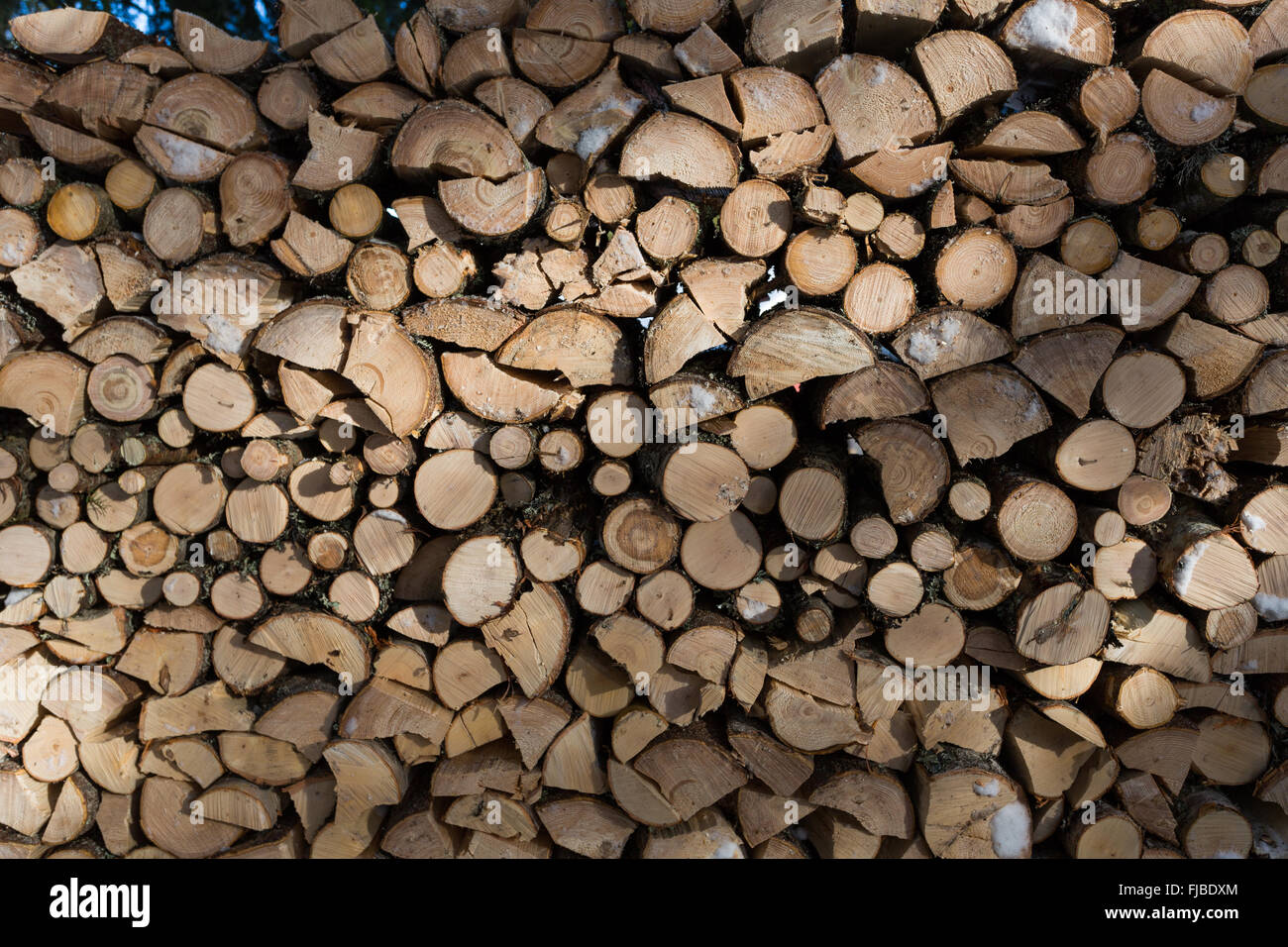 Close up of freshly chopped wood pile in the forest North of Oslo Stock ...
