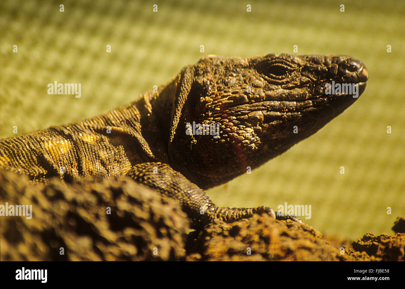 Detail of the el hierro giant lizard hi-res stock photography and ...