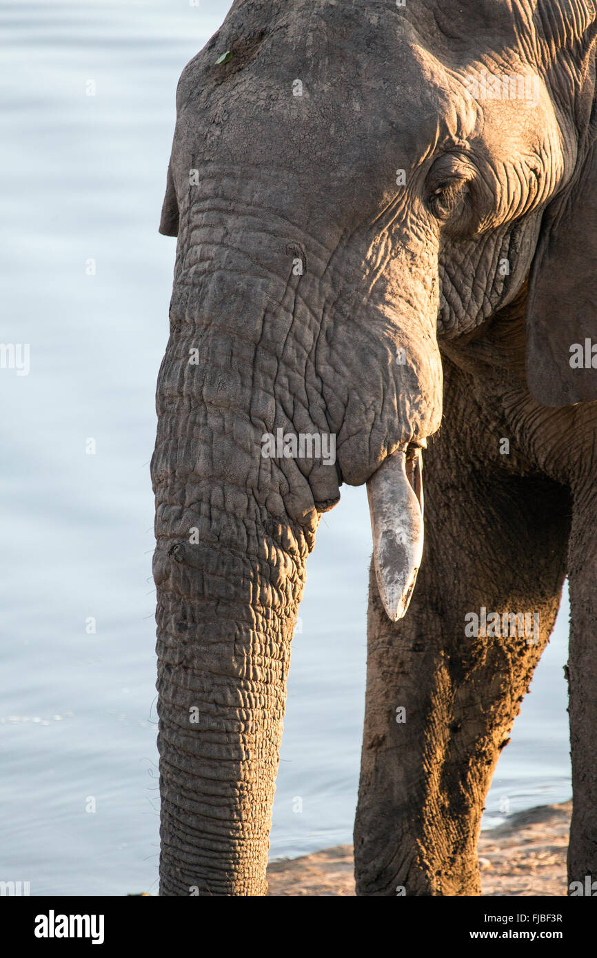 Bull elephant hi-res stock photography and images - Alamy