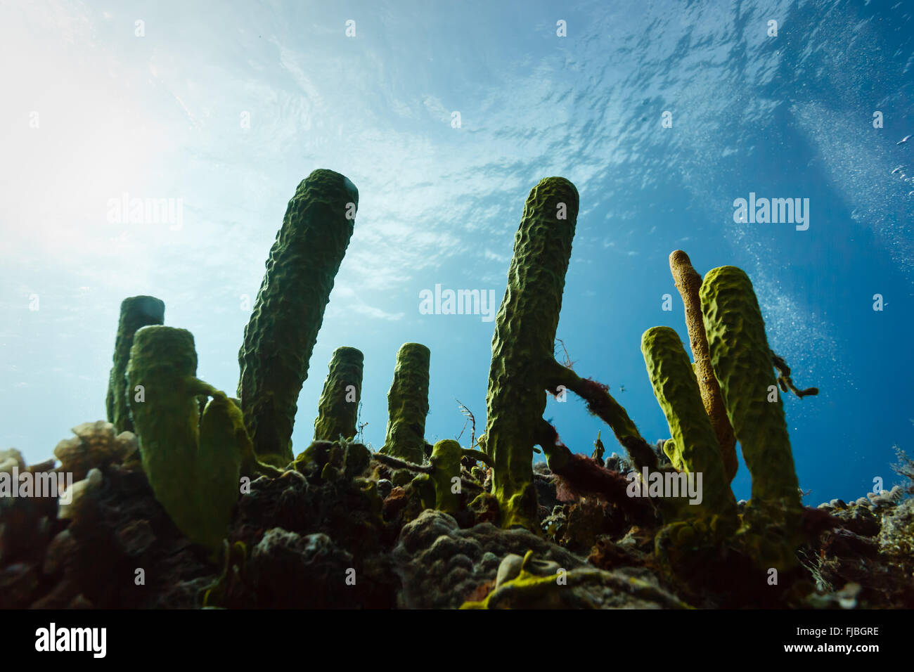 Yellow tube coral silhouetted in blue Caribbean sea Stock Photo - Alamy