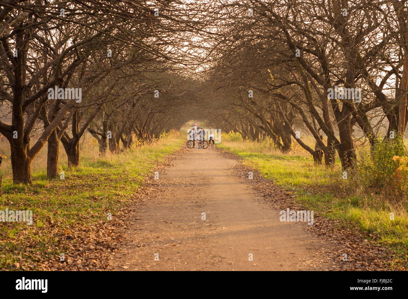 Autumn gold tree hi-res stock photography and images - Alamy