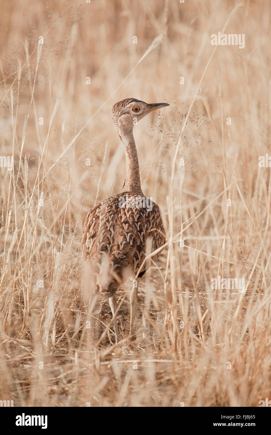 Ruppells Korhaan High Resolution Stock Photography and Images - Alamy