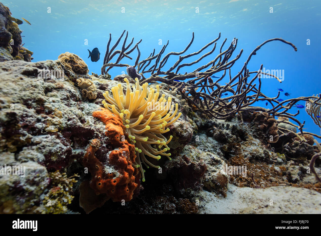 Branching sponges hi-res stock photography and images - Alamy