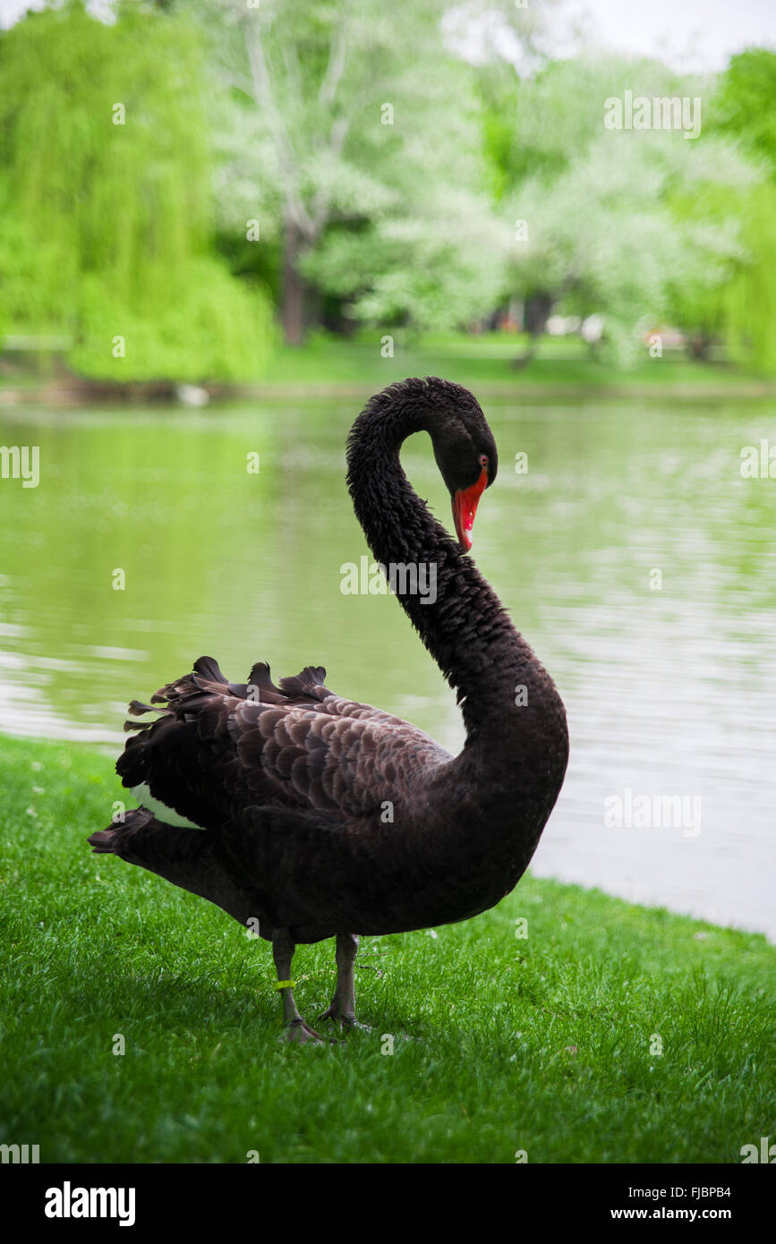 Swan full view hi-res stock photography and images - Alamy