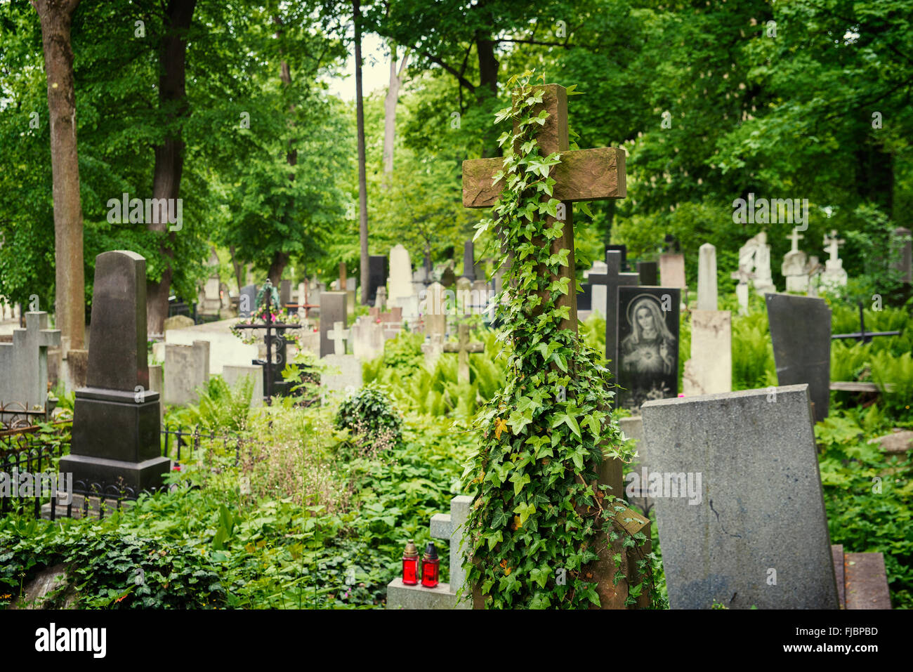 Tree cemetery death memorial hi-res stock photography and images - Alamy