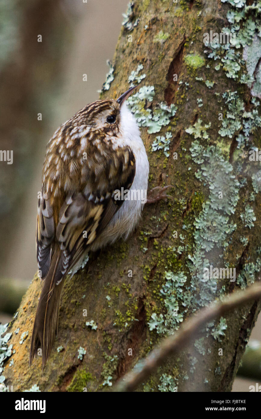 Tree creeper (Certhia familiaris) bird clinging on sloping tree trunk ...