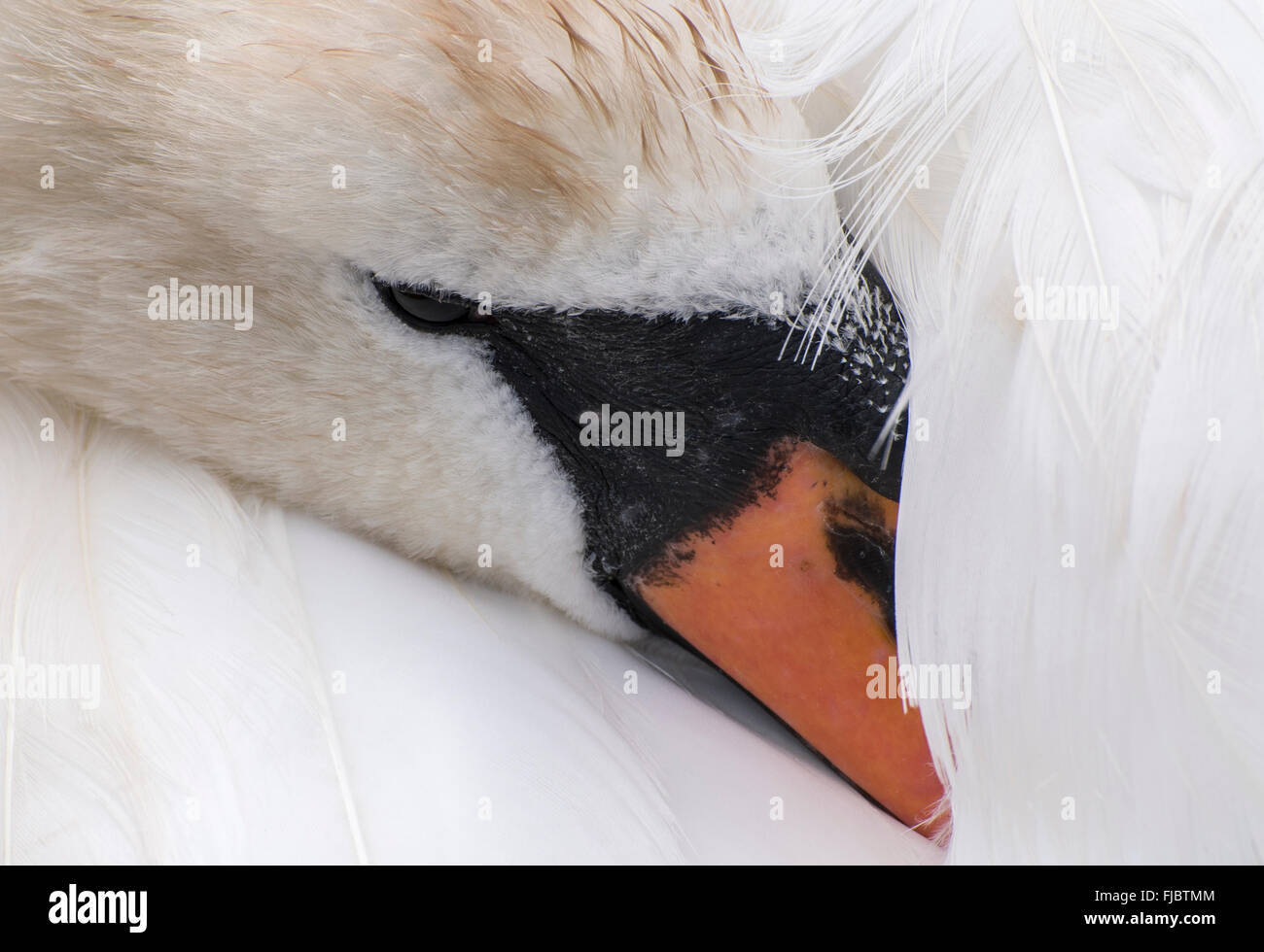 Resting swan hi-res stock photography and images - Alamy