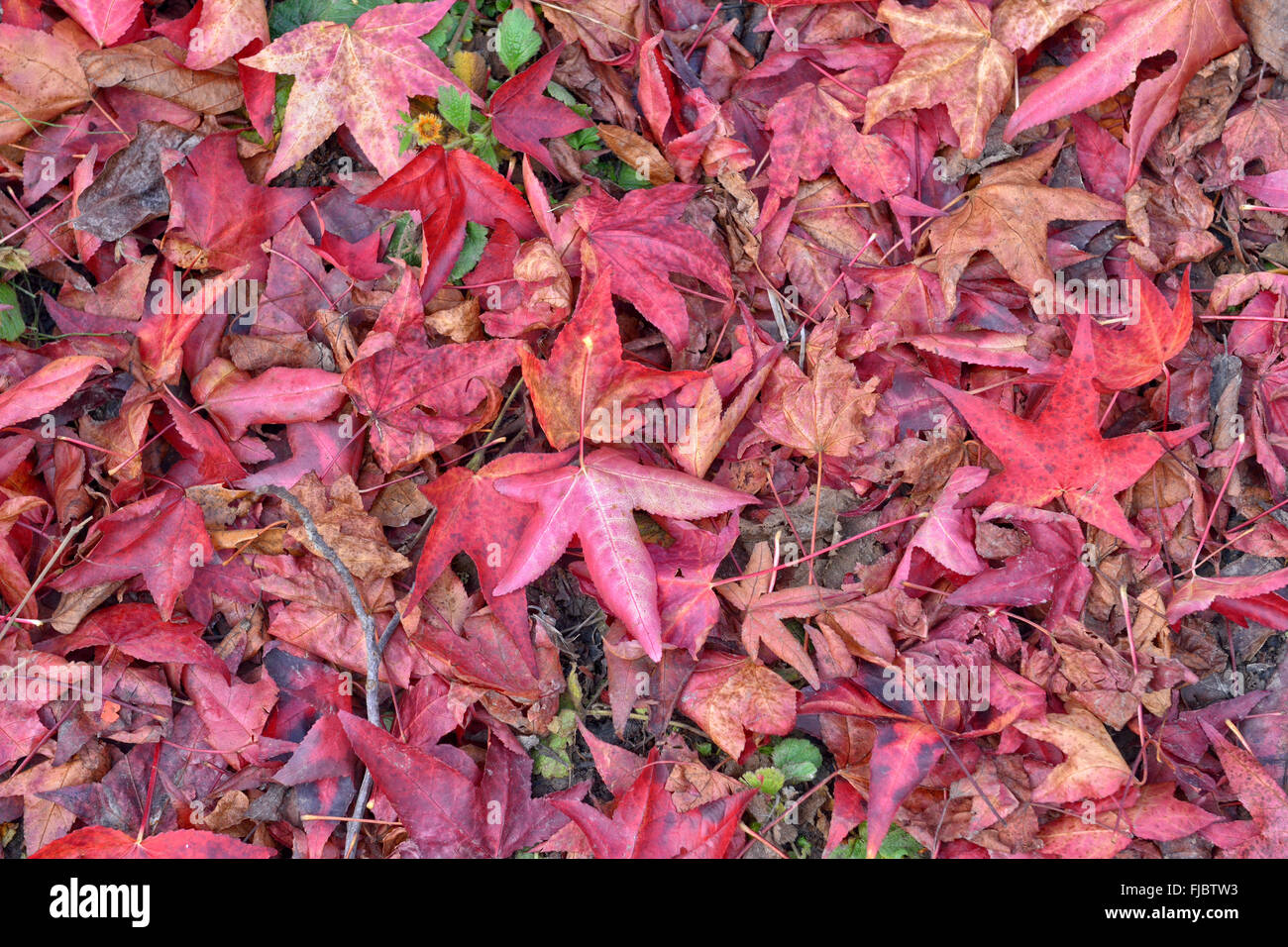 Bright red and pink fallen autumn leaves Stock Photo - Alamy