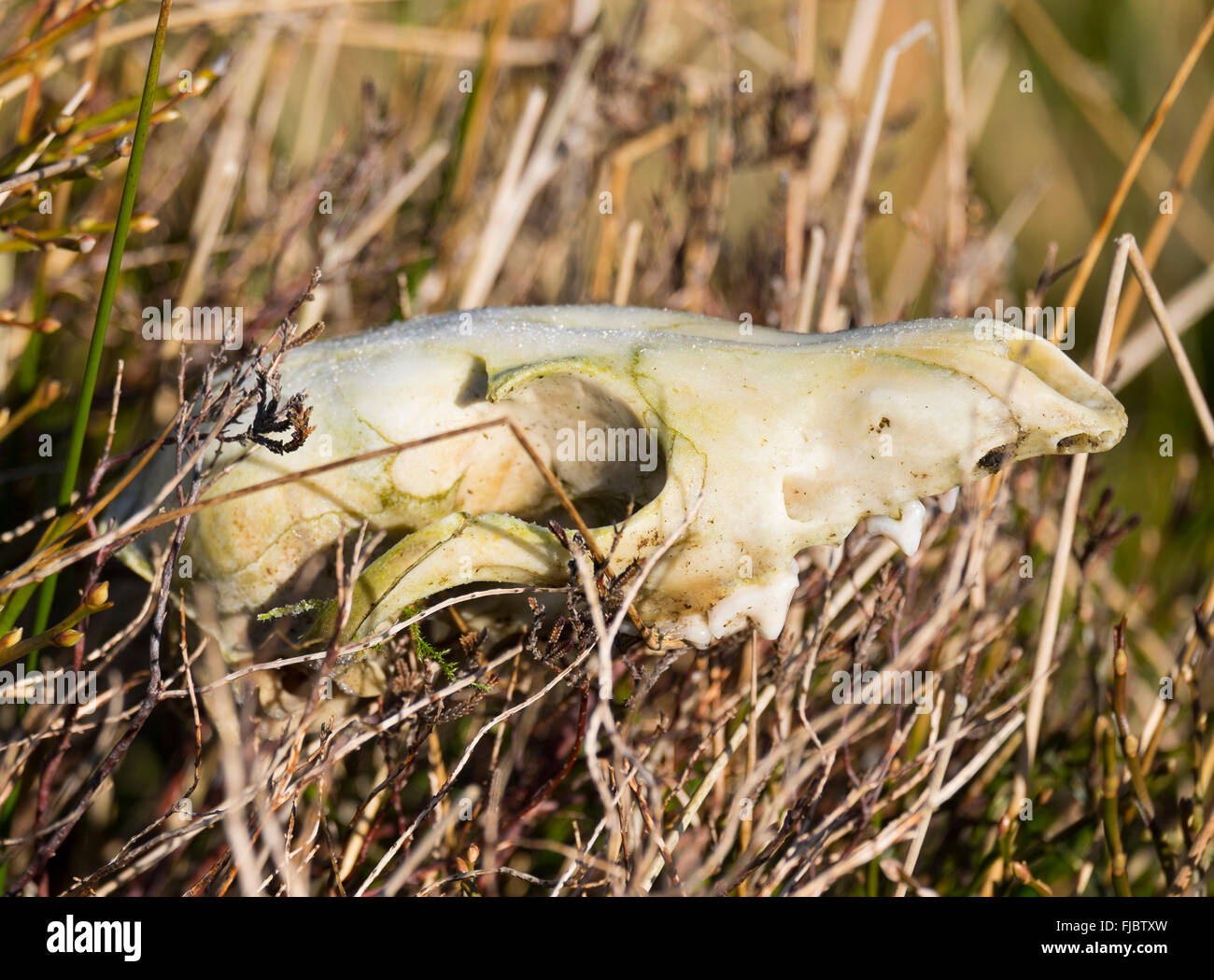 Fox skull hi-res stock photography and images - Alamy