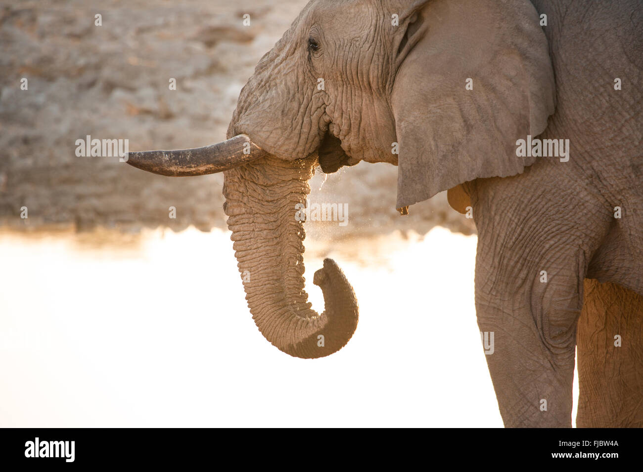 Bull elephant hi-res stock photography and images - Alamy