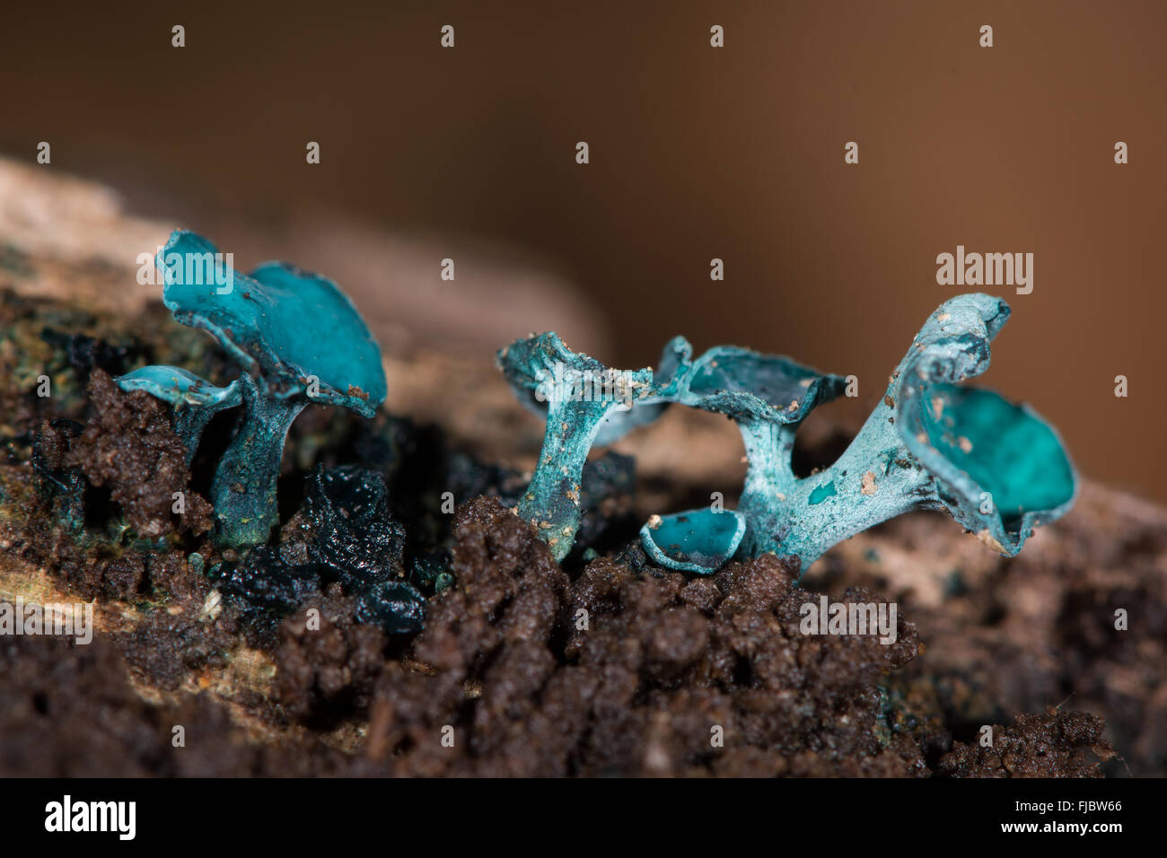 Green elf cup fungus (Chlorociboria aeruginascens). Blue-green cup ...