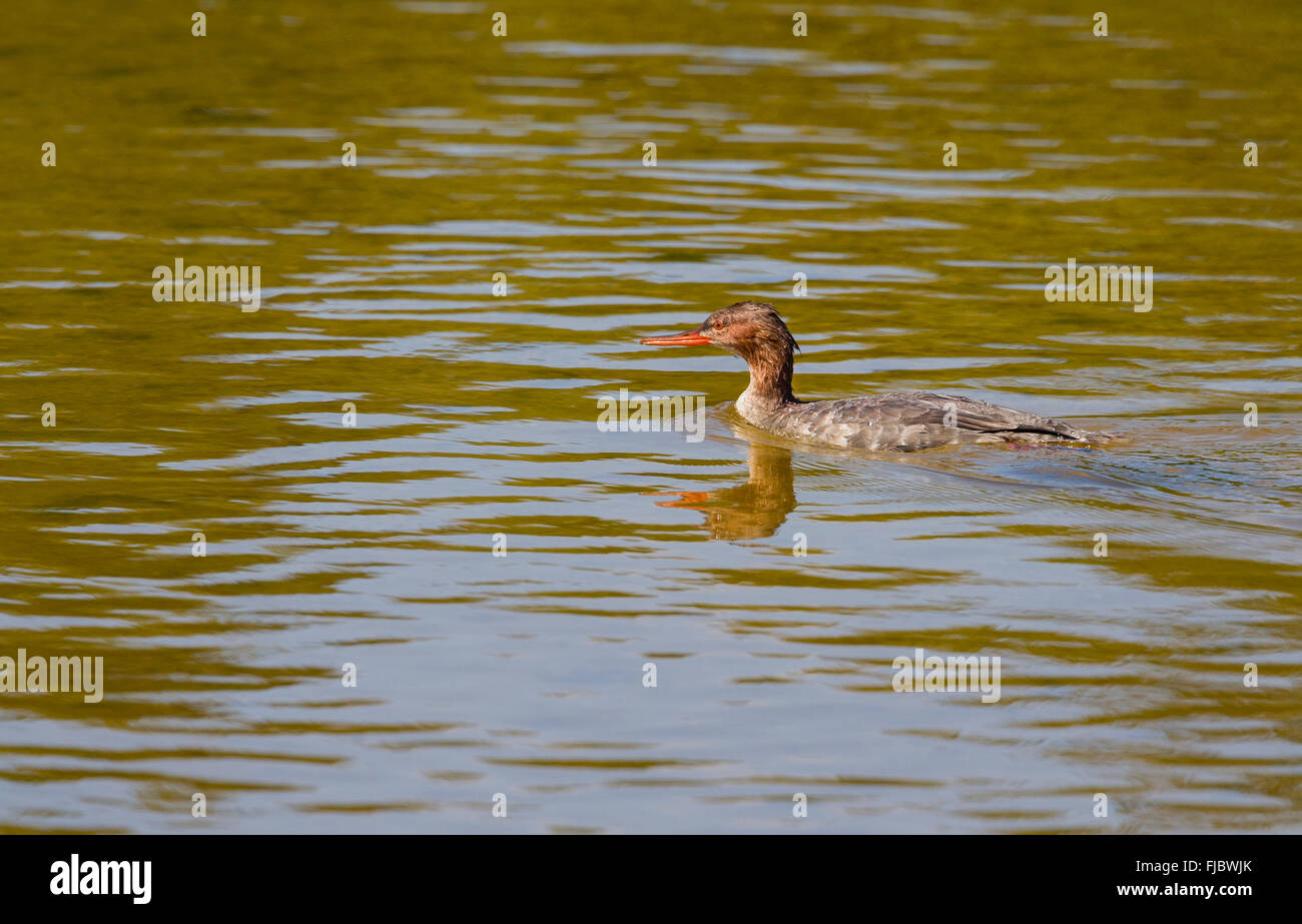 A female Red-breasted Meganser duck on the water, Florida, USA Stock ...