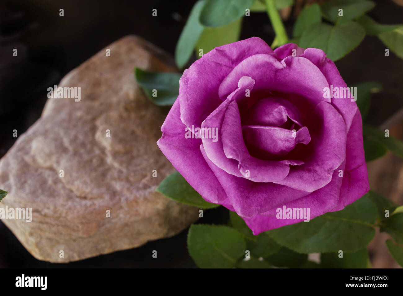 Violet perple rose flower with rock on dark background Stock Photo - Alamy