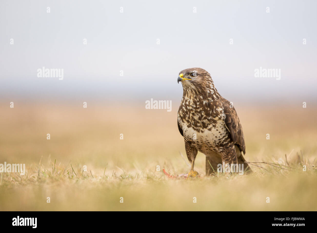 Buzzard Feeding High Resolution Stock Photography and Images - Alamy