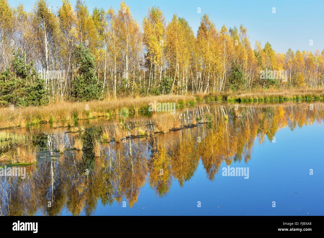 Downy birches in hi-res stock photography and images - Alamy
