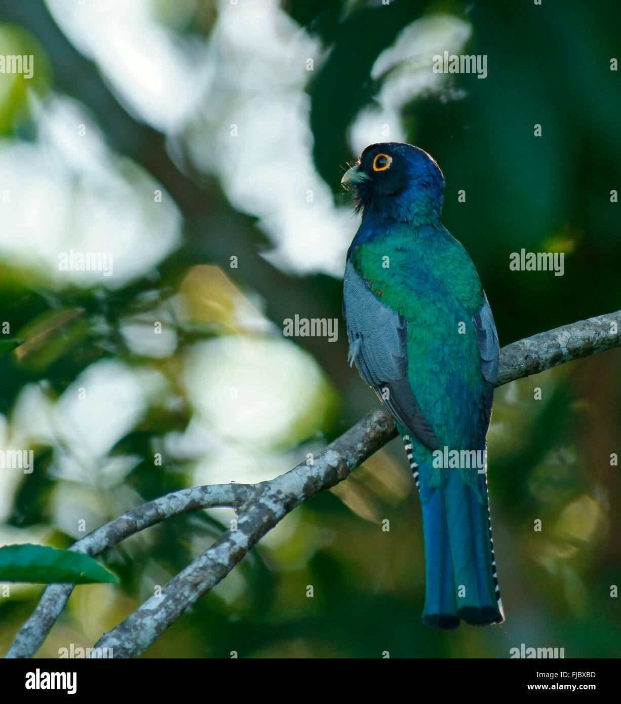Blue-Crowned Trogon (Trogon curucui), male, Pantanal, Brazil, South ...