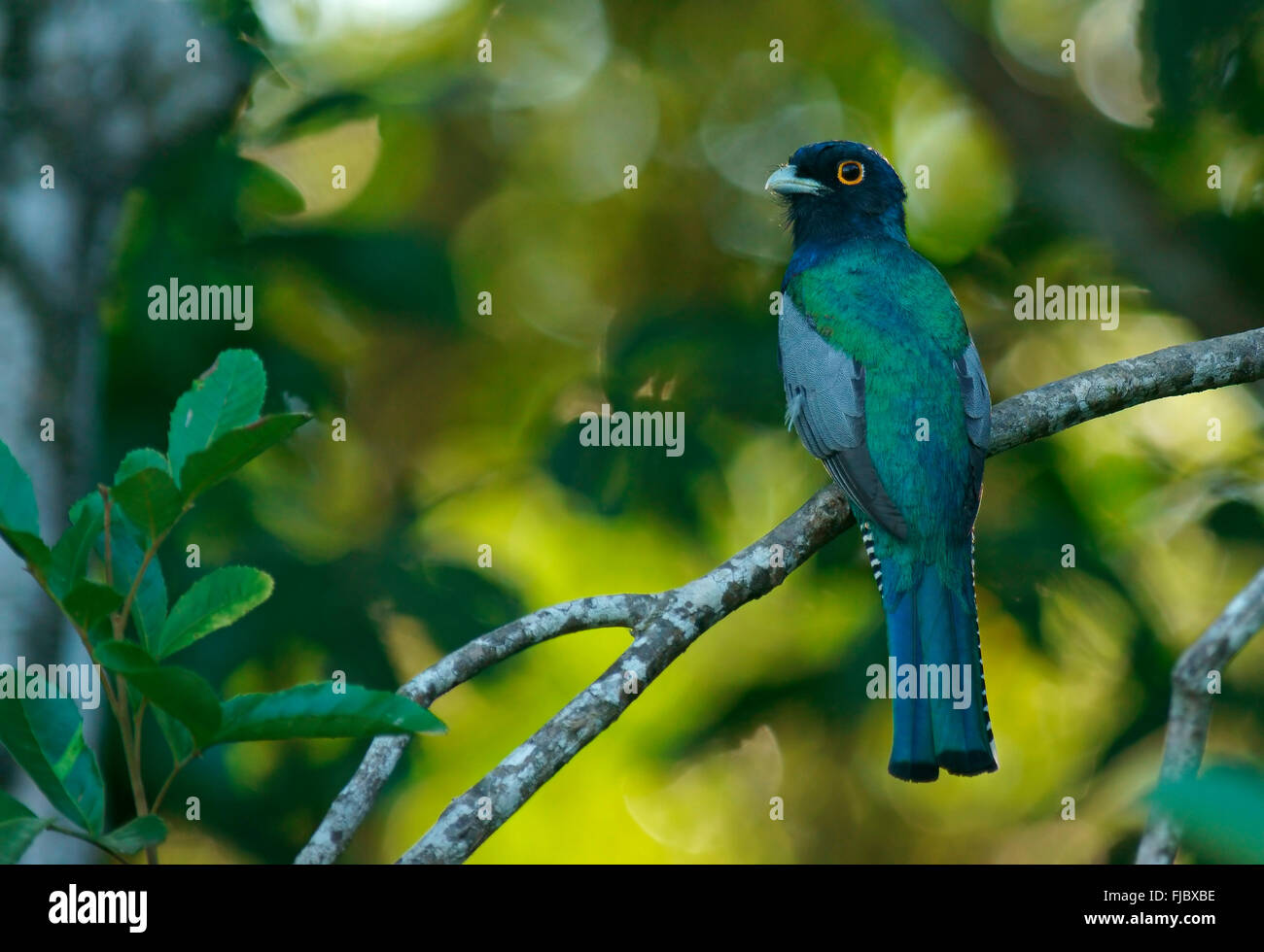 Blue-Crowned Trogon (Trogon curucui), male, Pantanal, Brazil, South ...