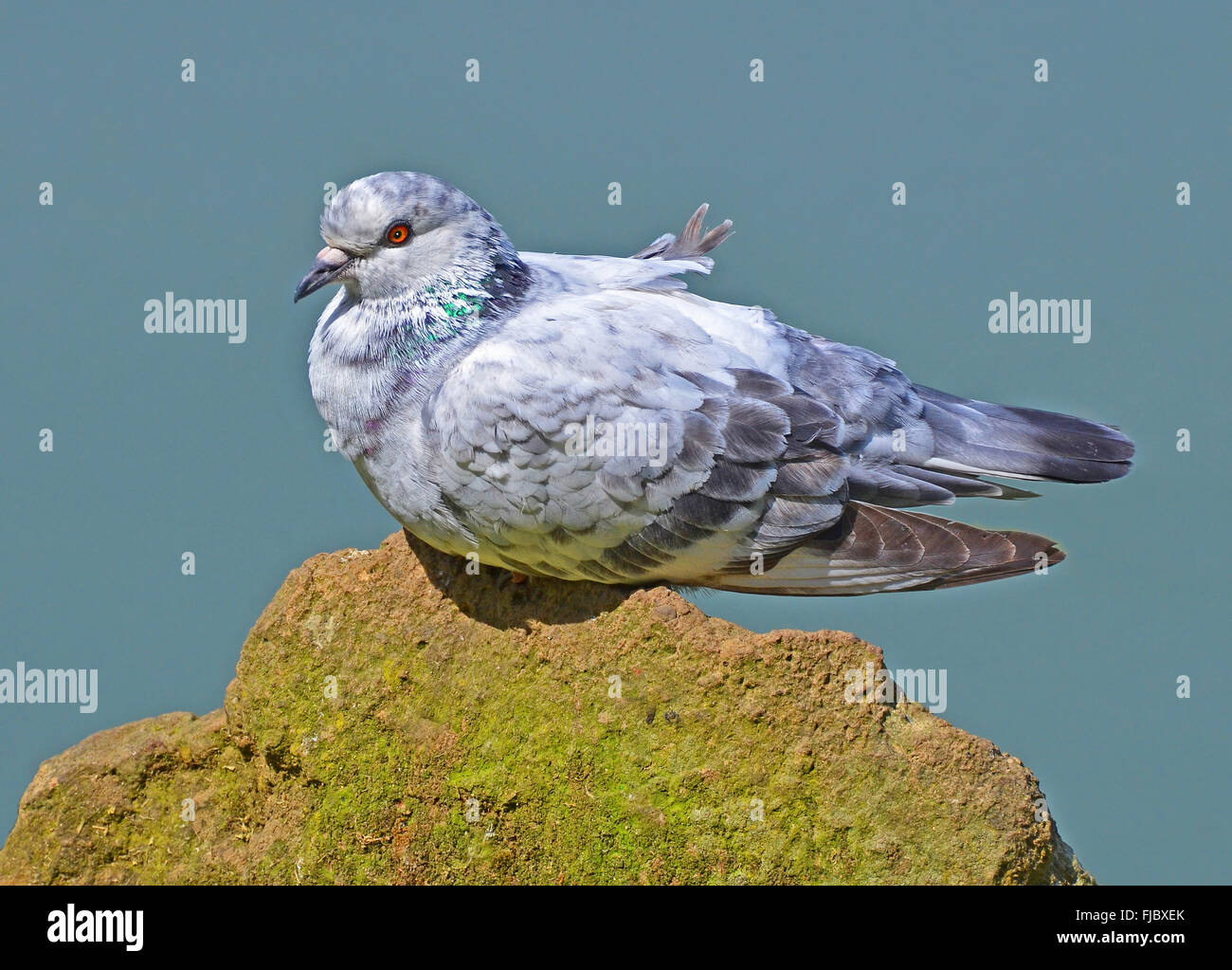 Pigeon rest hi-res stock photography and images - Alamy