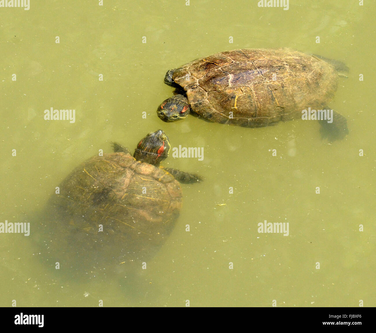 water turtles face to face Stock Photo - Alamy