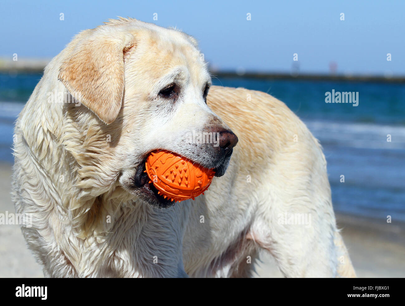 a cute nice yellow labrador with orange ball Stock Photo - Alamy