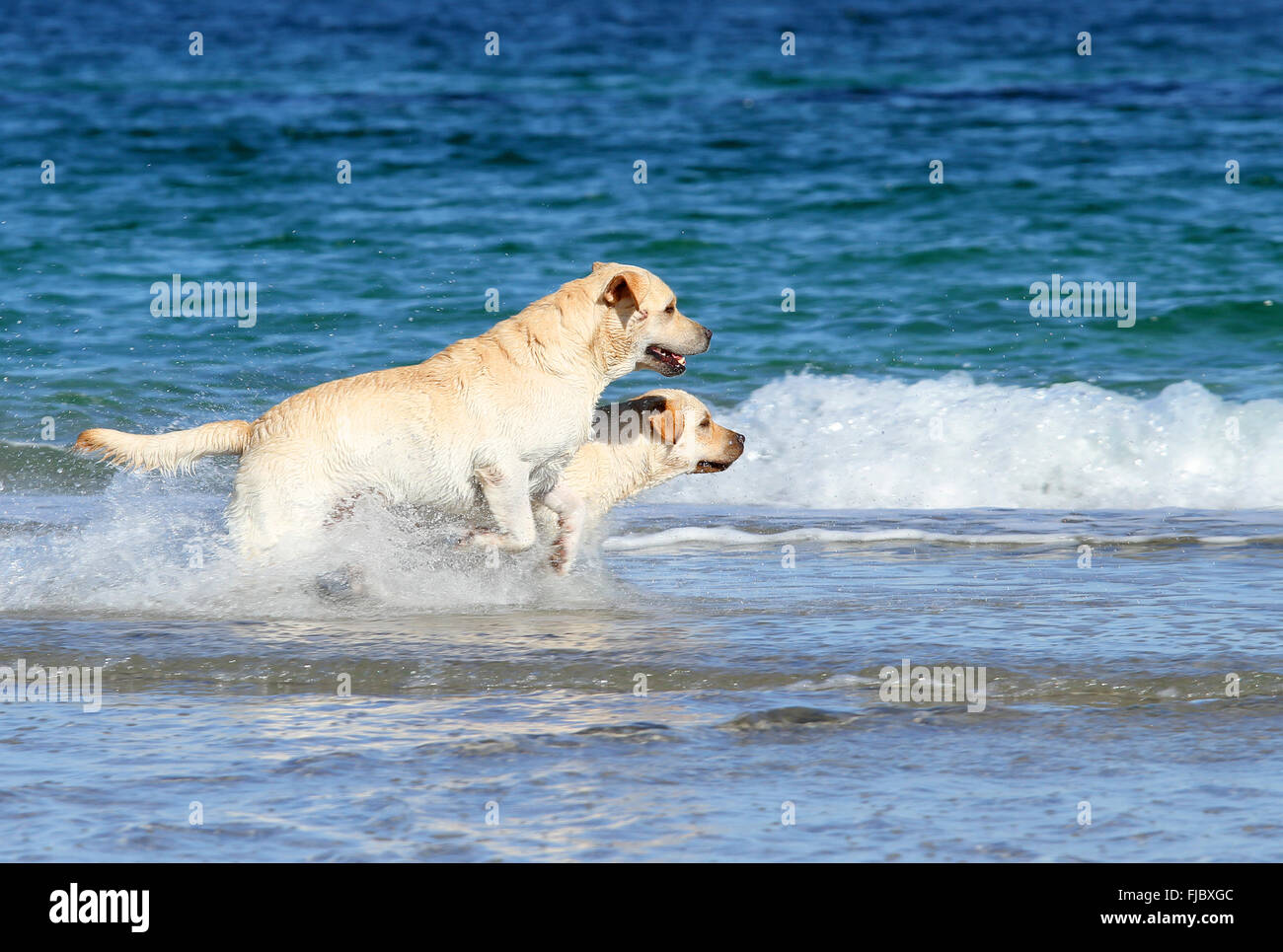 the young yellow labradors at the sea with a ball Stock Photo - Alamy