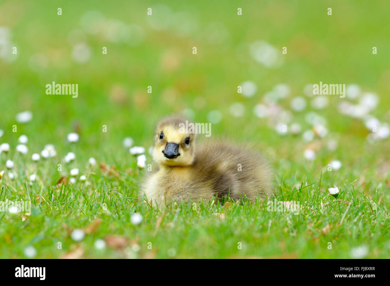 Canada Goose (Branta canadensis), gosling perched on a flower meadow ...