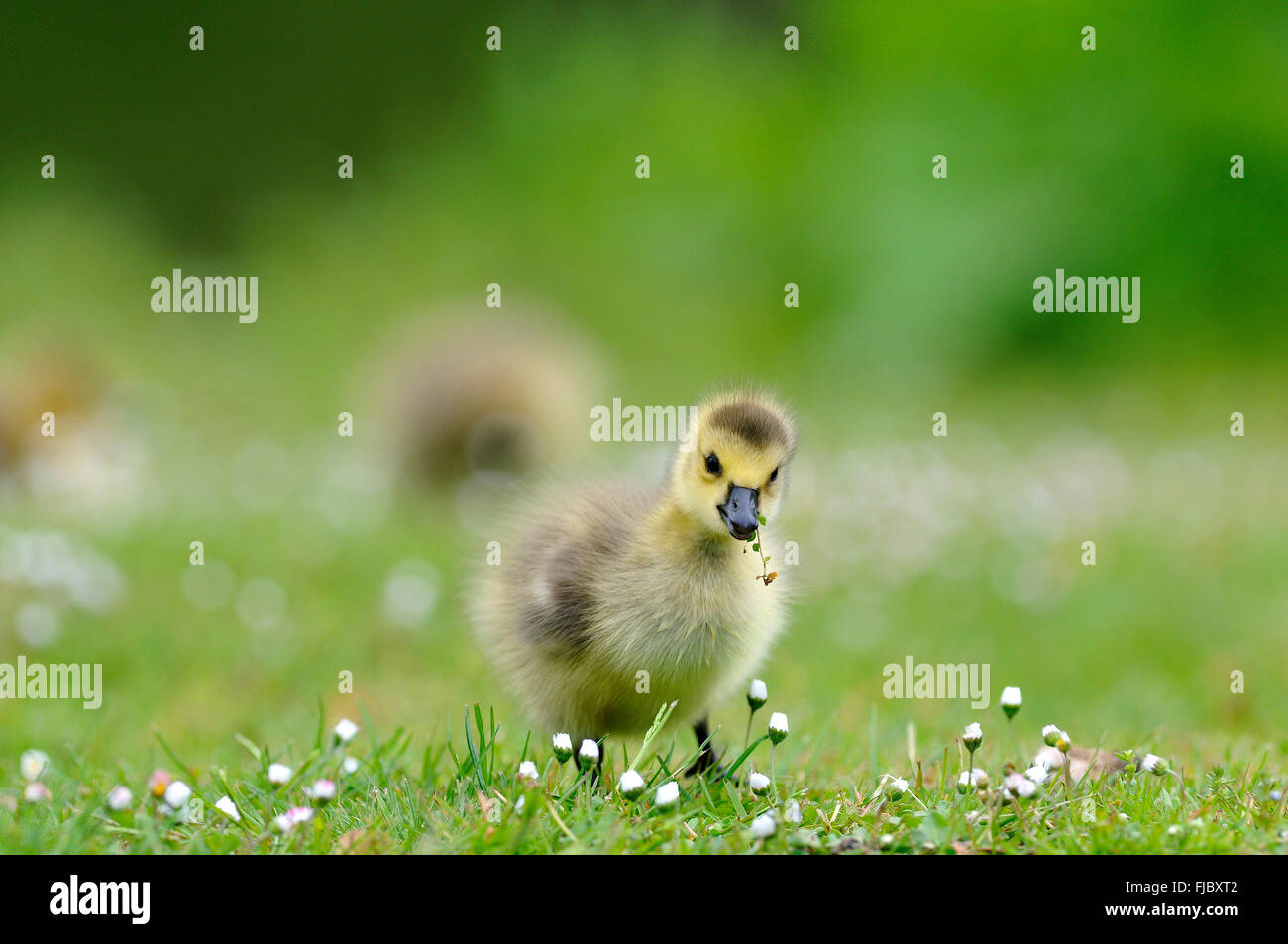 Canada Goose (Branta canadensis), gosling grazing in a flower meadow ...