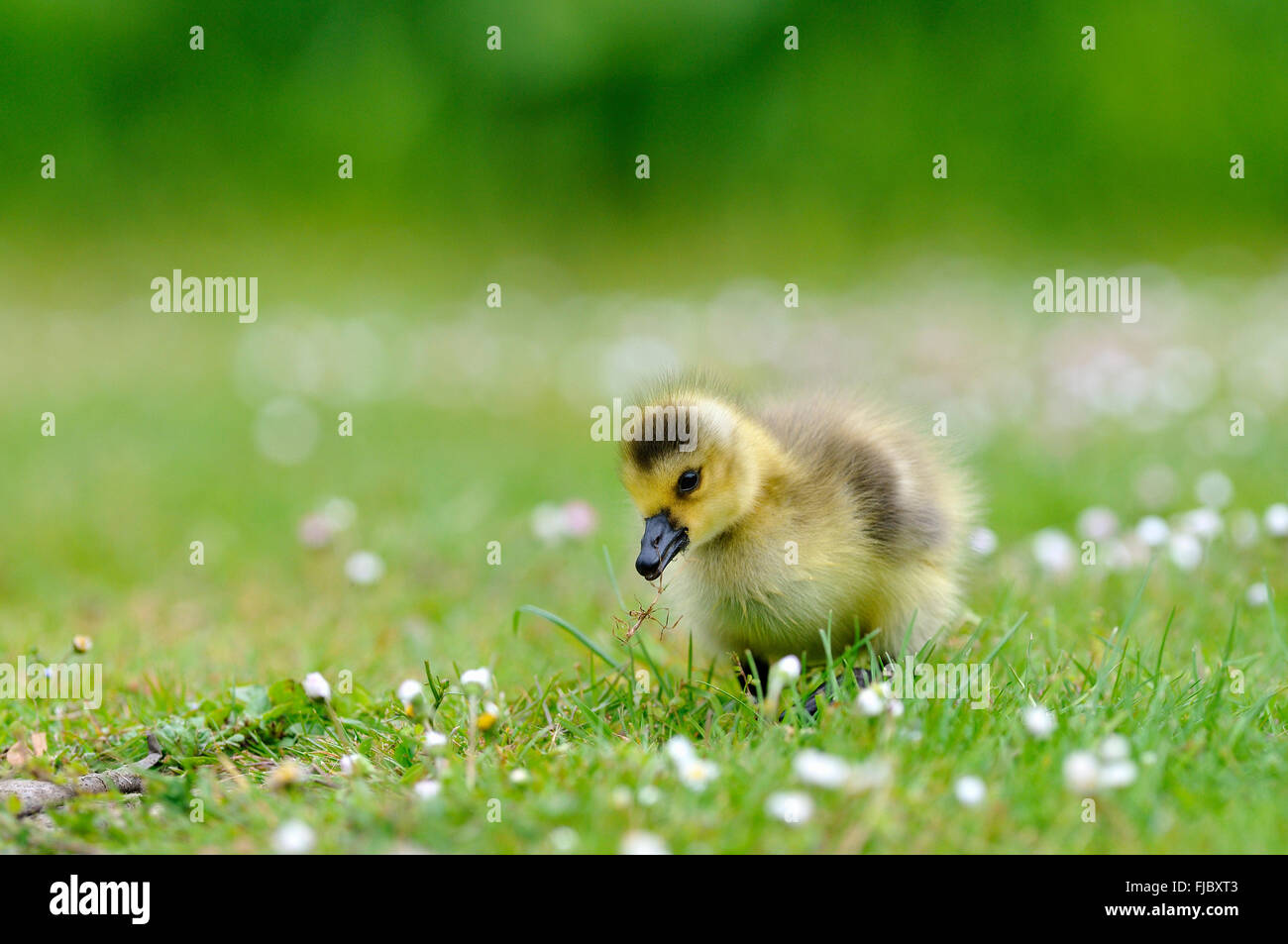 Canada Goose (Branta canadensis), gosling grazing in a flower meadow ...