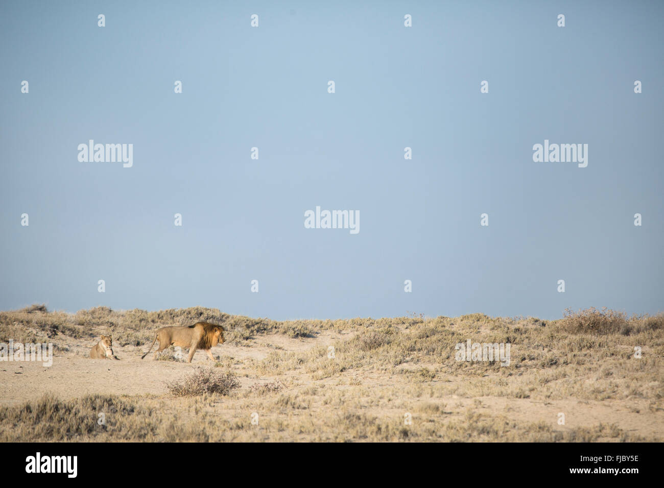 Male lion walking Stock Photo - Alamy Male lion walking Stock Photo - Alamy