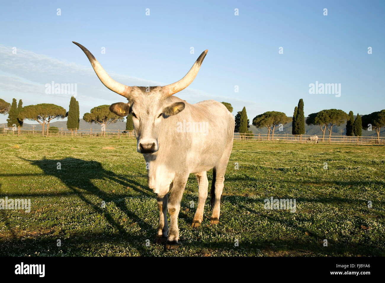 Maremmana or Maremmana bull in a meadow, Tuscany, Italy Stock Photo - Alamy