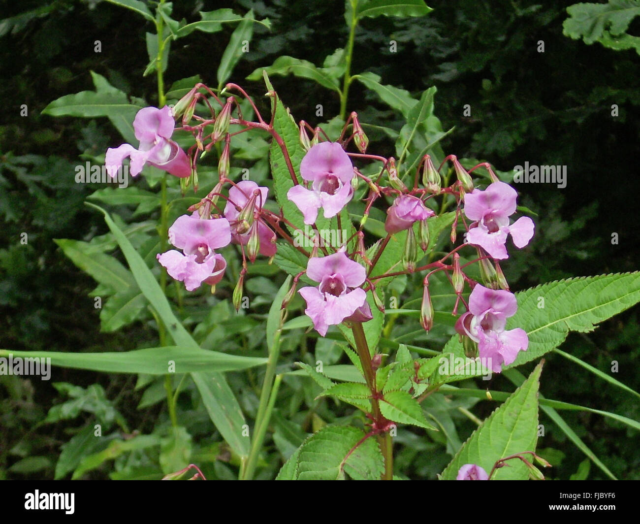 Flowers and explosive seed pods of the invasive weed, Himalayan balsam ...