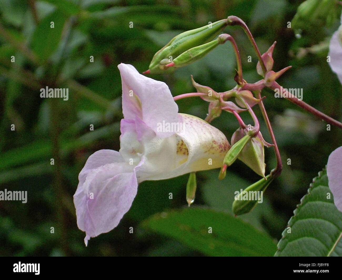 Himalayan balsam seed pods hi-res stock photography and images - Alamy