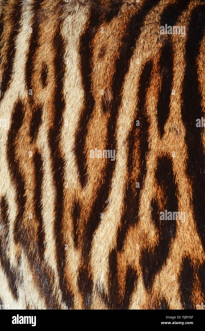 Coat tiger hi-res stock photography and images - Alamy