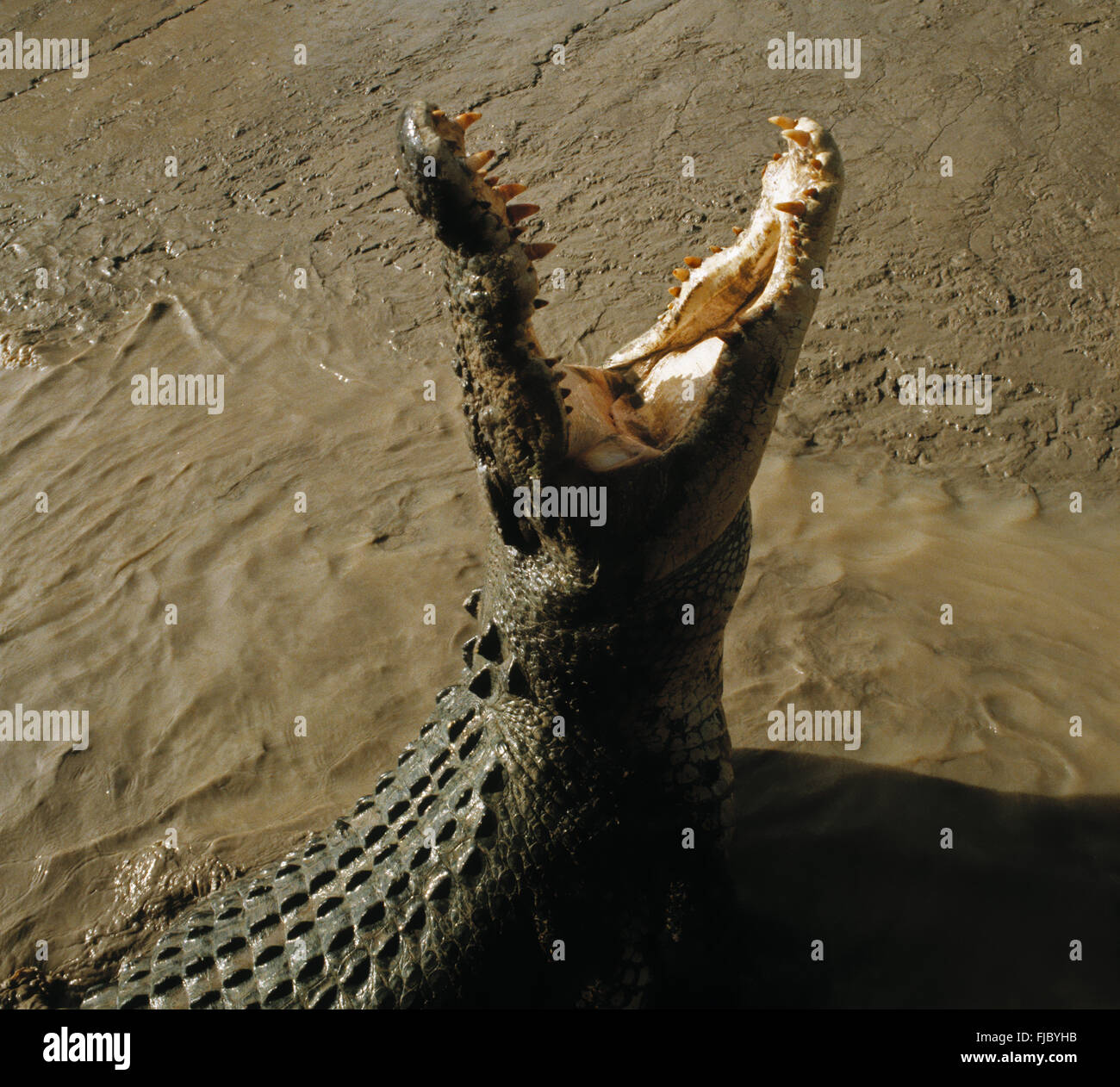 Saltwater crocodile water prey hi-res stock photography and images - Alamy