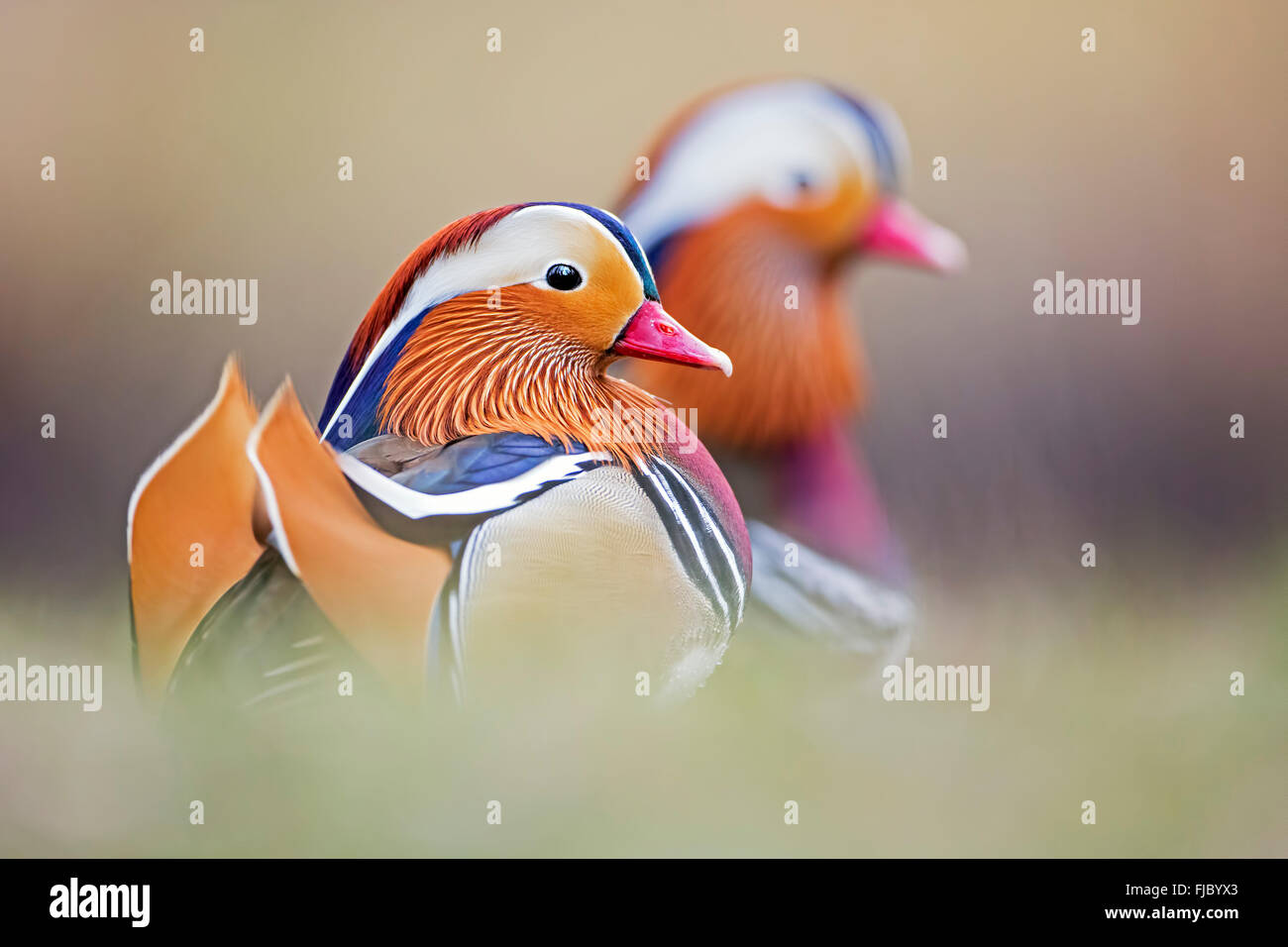 Mandarin Duck (Aix galericulata) drake, Middle Elbe Biosphere Reserve ...