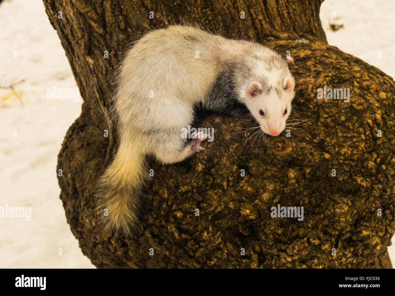 Ferret on a tree Stock Photo - Alamy