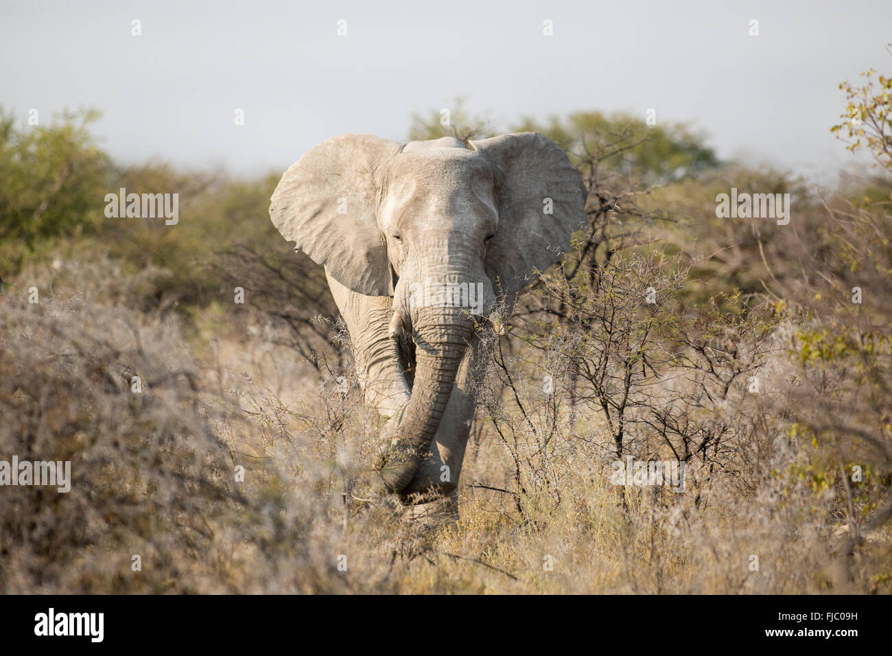 Wild elephant elephantidae in african hi-res stock photography and ...
