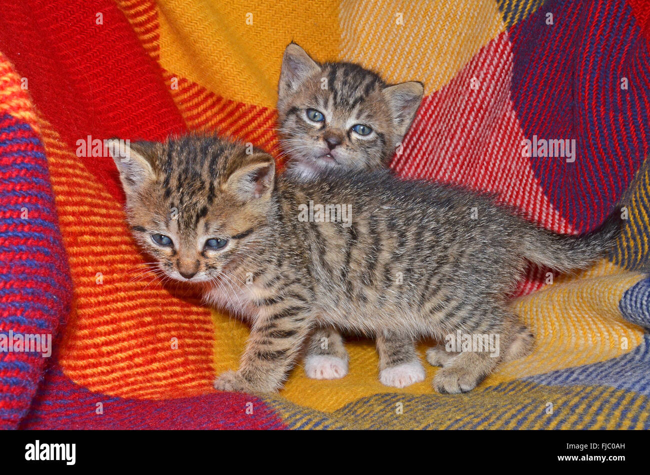 cute tabby kittens Stock Photo - Alamy