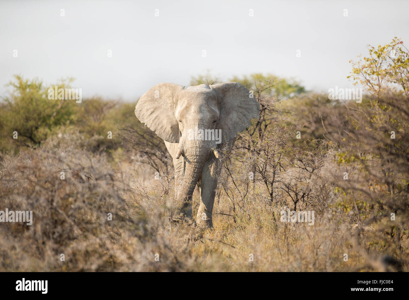 Old bull and bush hi-res stock photography and images - Alamy