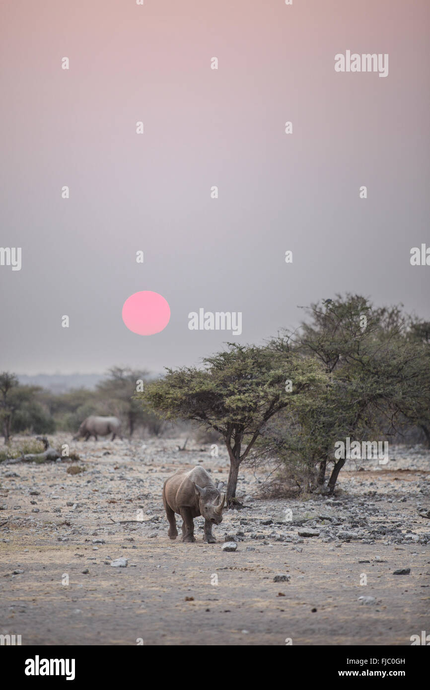 Black rhinoceros running hi-res stock photography and images - Alamy
