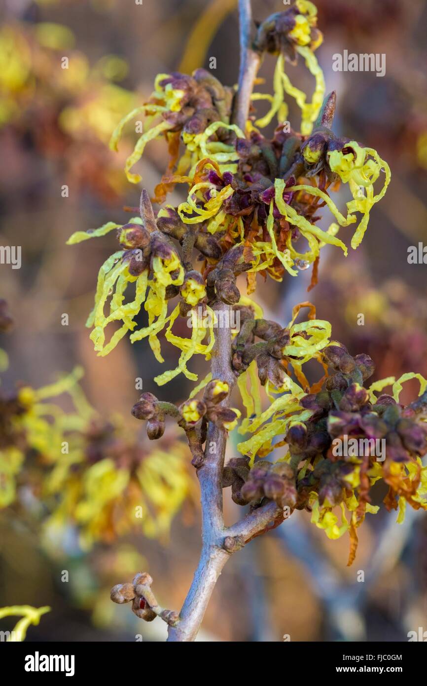 Hamamelis × intermedia 'Pallida' Witch hazel 'Pallida' Stock Photo - Alamy