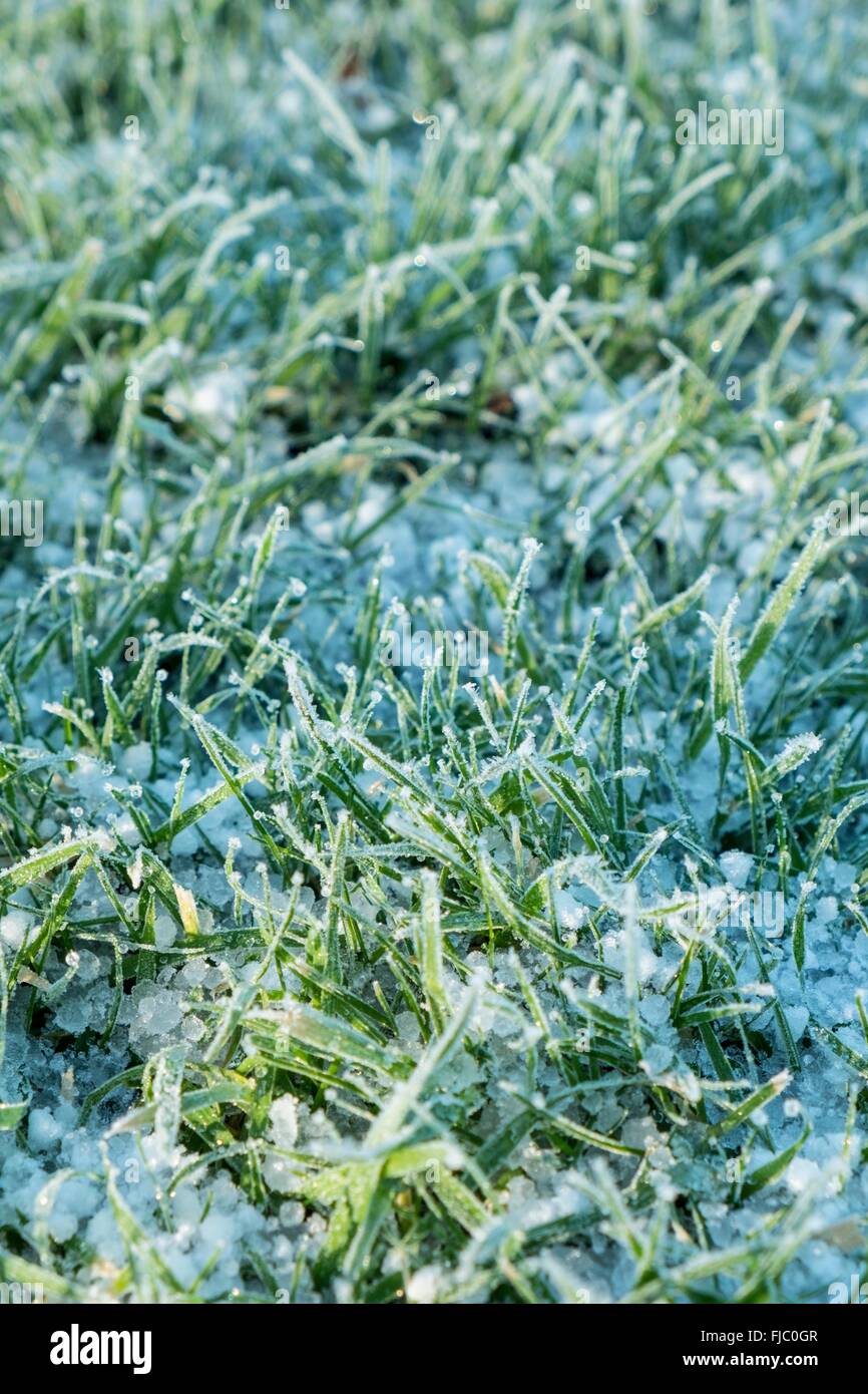 Frost on grass Stock Photo - Alamy