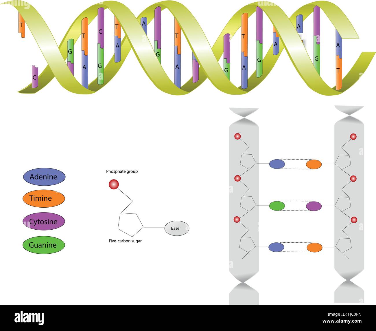 Double helix strand Stock Vector Images - Alamy